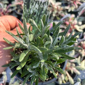 Lavender 'exceptional' - Fragrant White Flowers and Foliage!- Lavendula ...