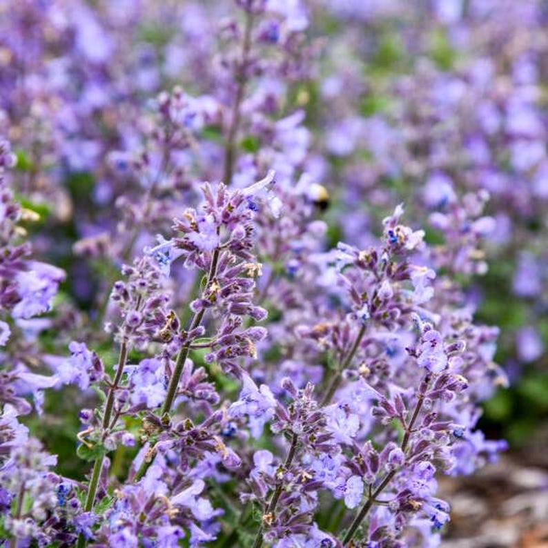 Catmint ‘catwalk Queen’ Lavender-blue Flowers Everblooming, Fragrant ...