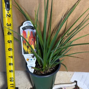 Red Hot Poker ‘flamenco Mix’ - Tall Flower Spikes of Mixed Colors Coral ...