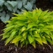 Hosta ‘munchkin Fire’ - Dwarf Gold Hosta - Perennial - Etsy