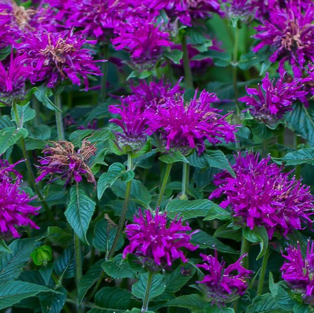 Bee Balm 'grape Gumball’ Magenta-purple Flowers Cover Fragrant Minty ...