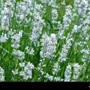 Lavender 'exceptional' - Fragrant White Flowers and Foliage!- Lavendula ...