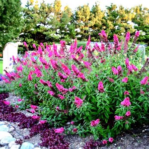 Butterfly Bush ‘prince Charming’- Bright Cerise Red Raspberry Flowers ...