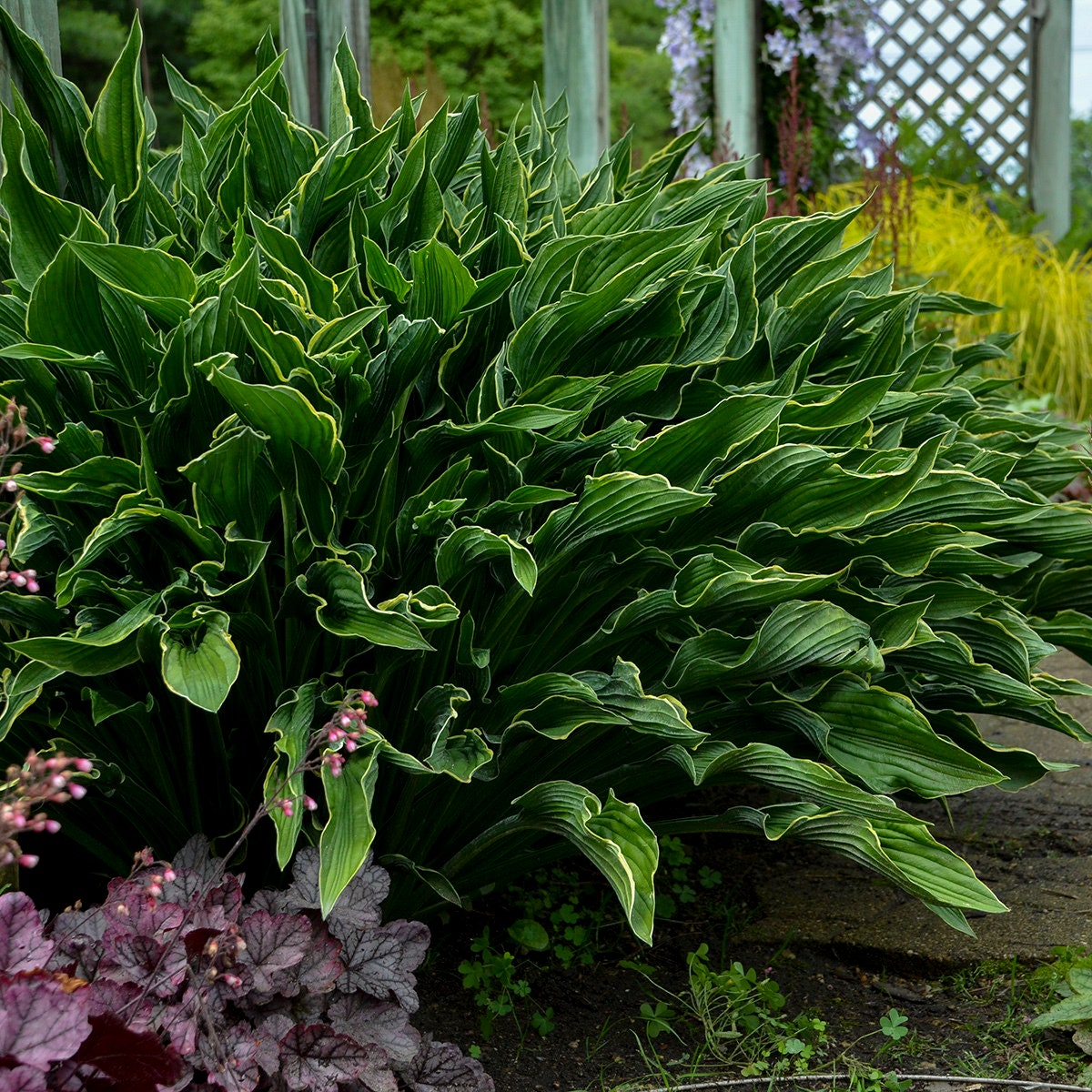 Hosta 'praying Hands'- Grows to Form an Upright Clump Resembling “hands ...