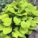 Hosta sun Mouse BEST GOLD Miniature Hosta - Etsy