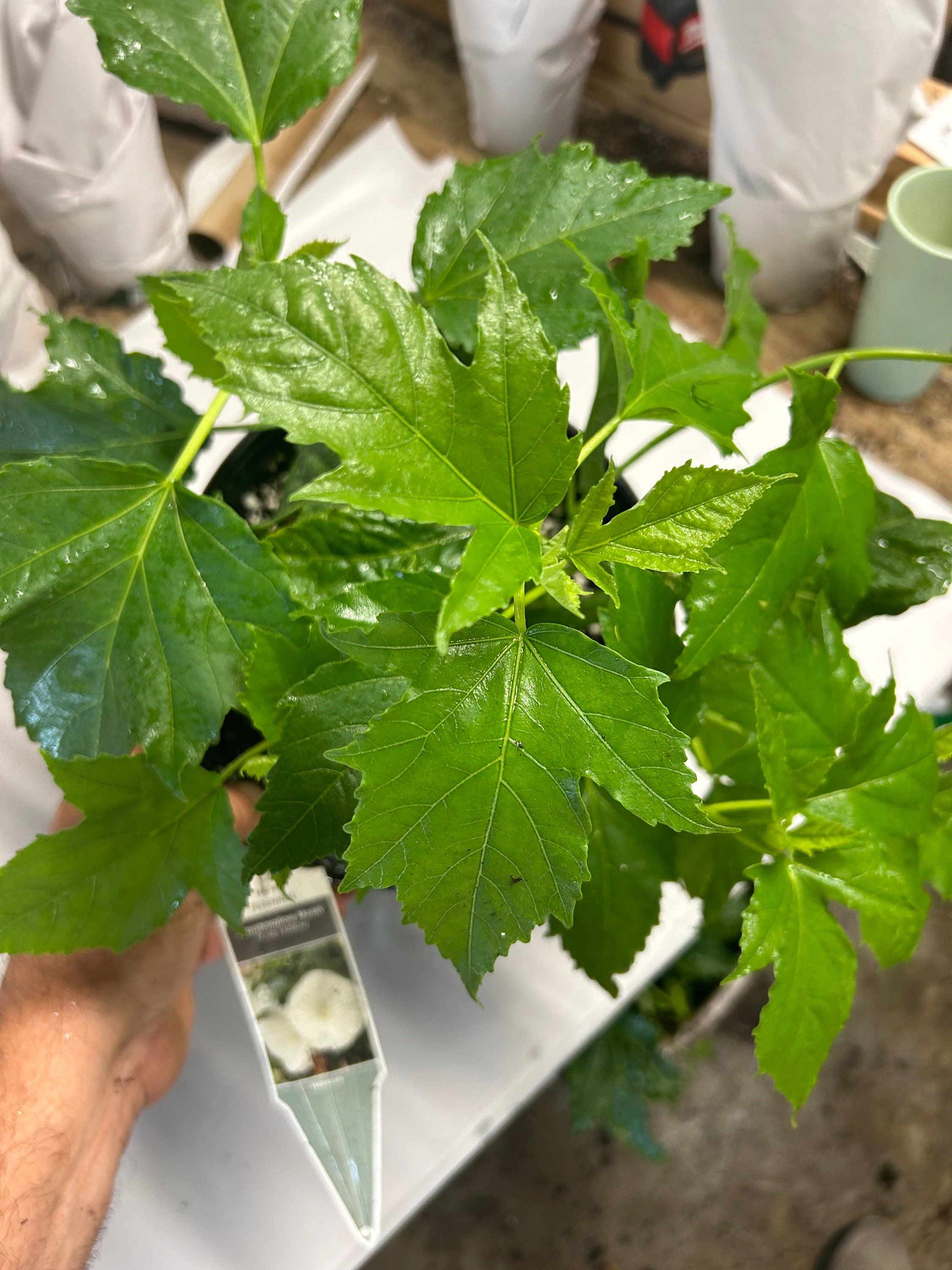 Hibiscus 'marshmallow Moon' Huge 7”+ Pure White Flowers With Green ...
