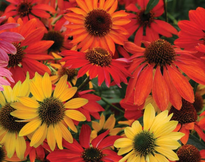 Coneflower Mix echinacea Mix Beautiful Colors - Etsy