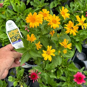 False Sunflower tuscan Gold Sunny Golden Yellow Flowers Heliopsis ...