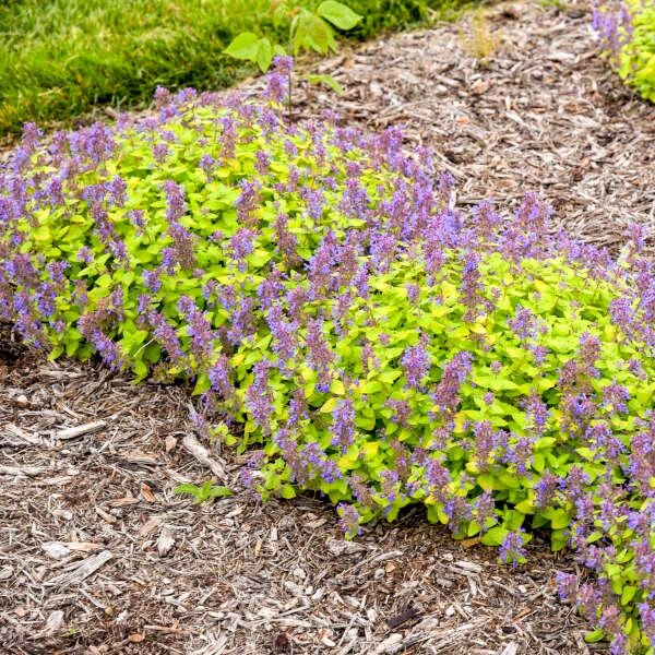 Catmint ‘lemon Purrfection' Lavender-blue Flowers Atop Golden, Fragrant ...