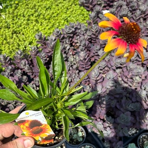 Coneflower ‘parrot’ Multicolored Orange-red-yellow Flowers, Dark Cone ...
