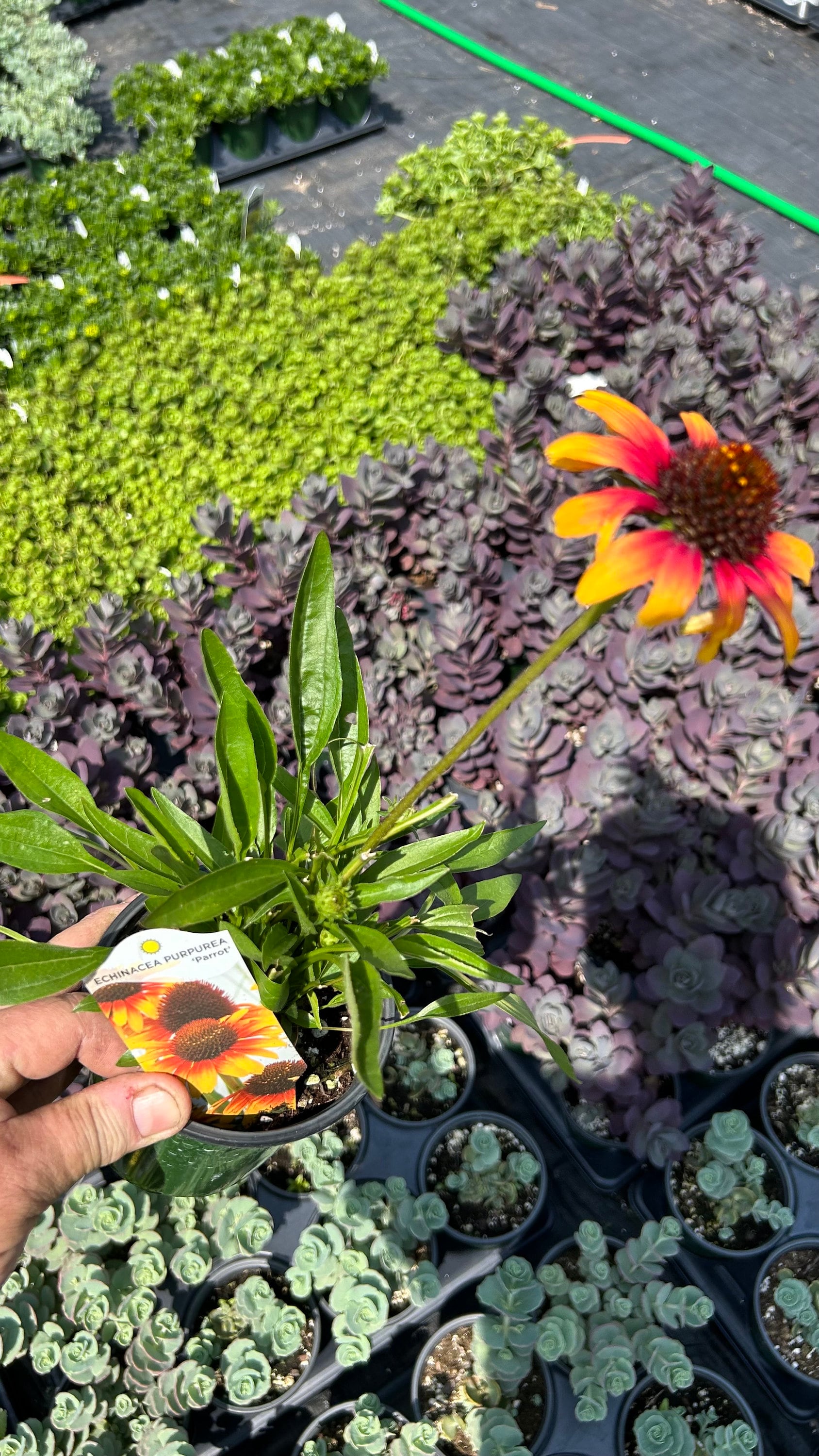 Coneflower ‘parrot’ Multicolored Orange-red-yellow Flowers, Dark Cone ...