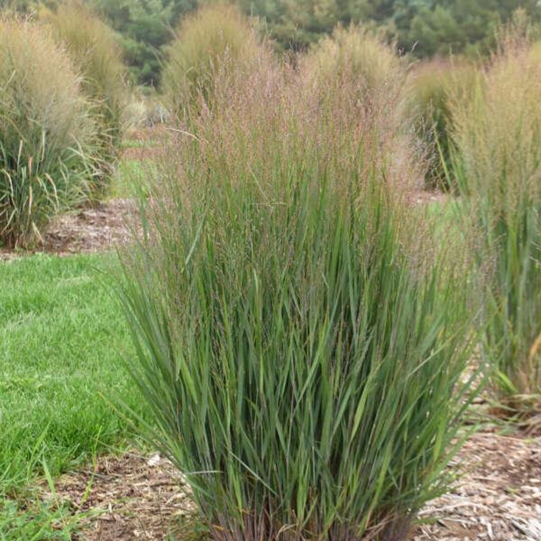 Switch Grass 'half Pint’- Short, Upright, Columnar Blue-green Leaves ...