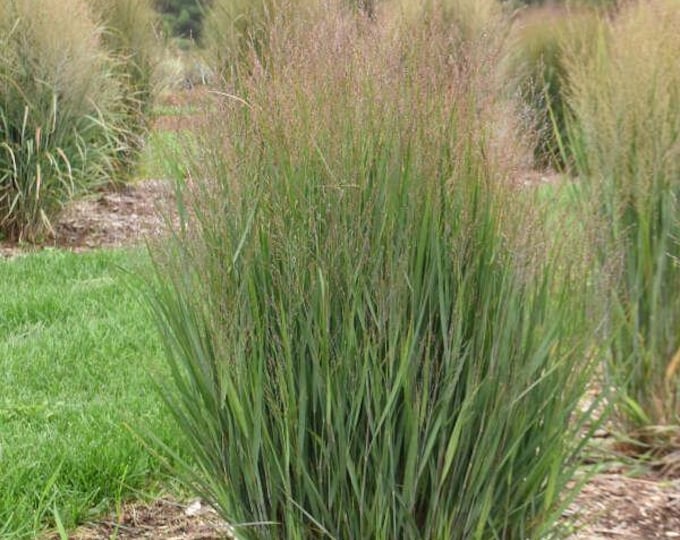 Switchgrass - Panicum Virgatum - Live Starter Plant- Ornamental Grass ...