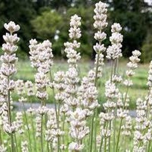 Lavender 'exceptional' - Fragrant White Flowers and Foliage!- Lavendula ...