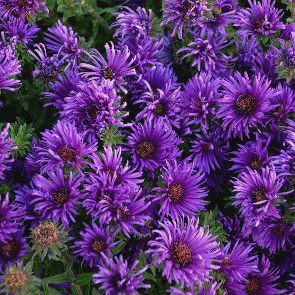 Aster New England ‘grape Crush' Rich, Dark Purple Flowers in Fall Above ...