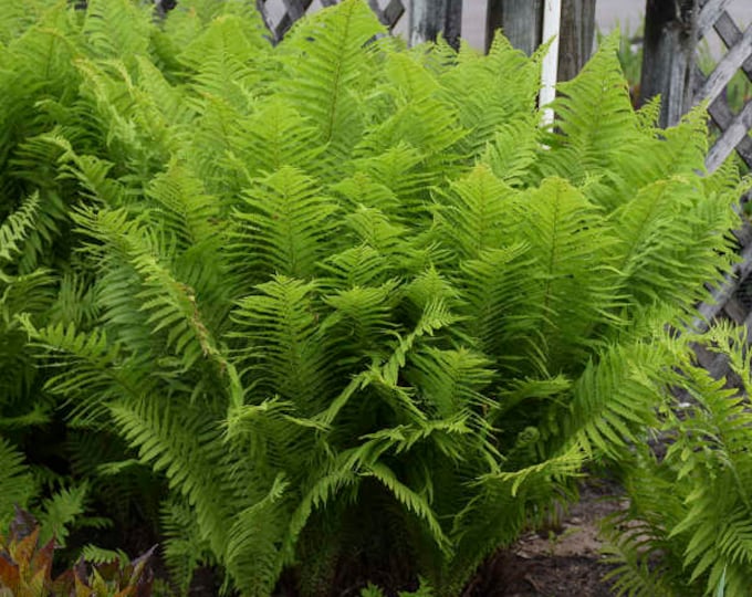 Fern Ostrich- Huge, Upright Massive Deep Green Fronds- Matteuccia -deer ...