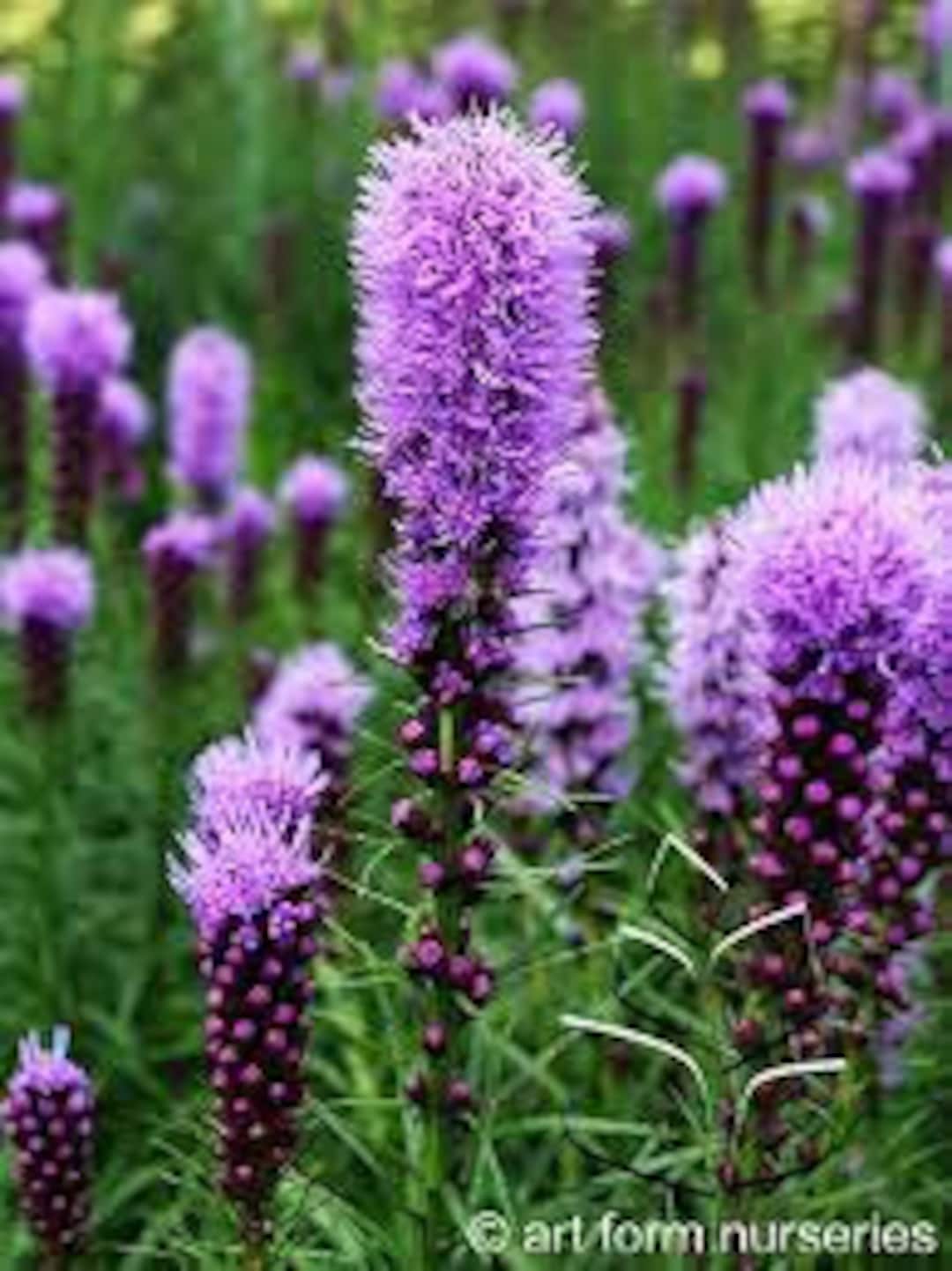 Blazing Star ‘kobold’ Vivd Violet-purple Flower on Tall Spikes- Liatris ...