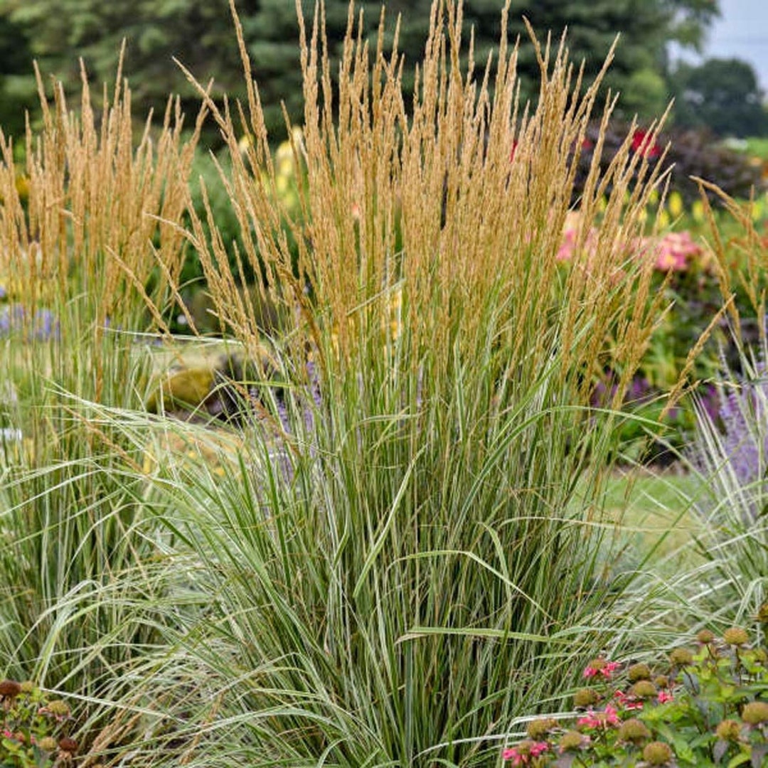 Feather Reed Grass 'hello Spring!'-upright, Arching, Variegated Foliage ...