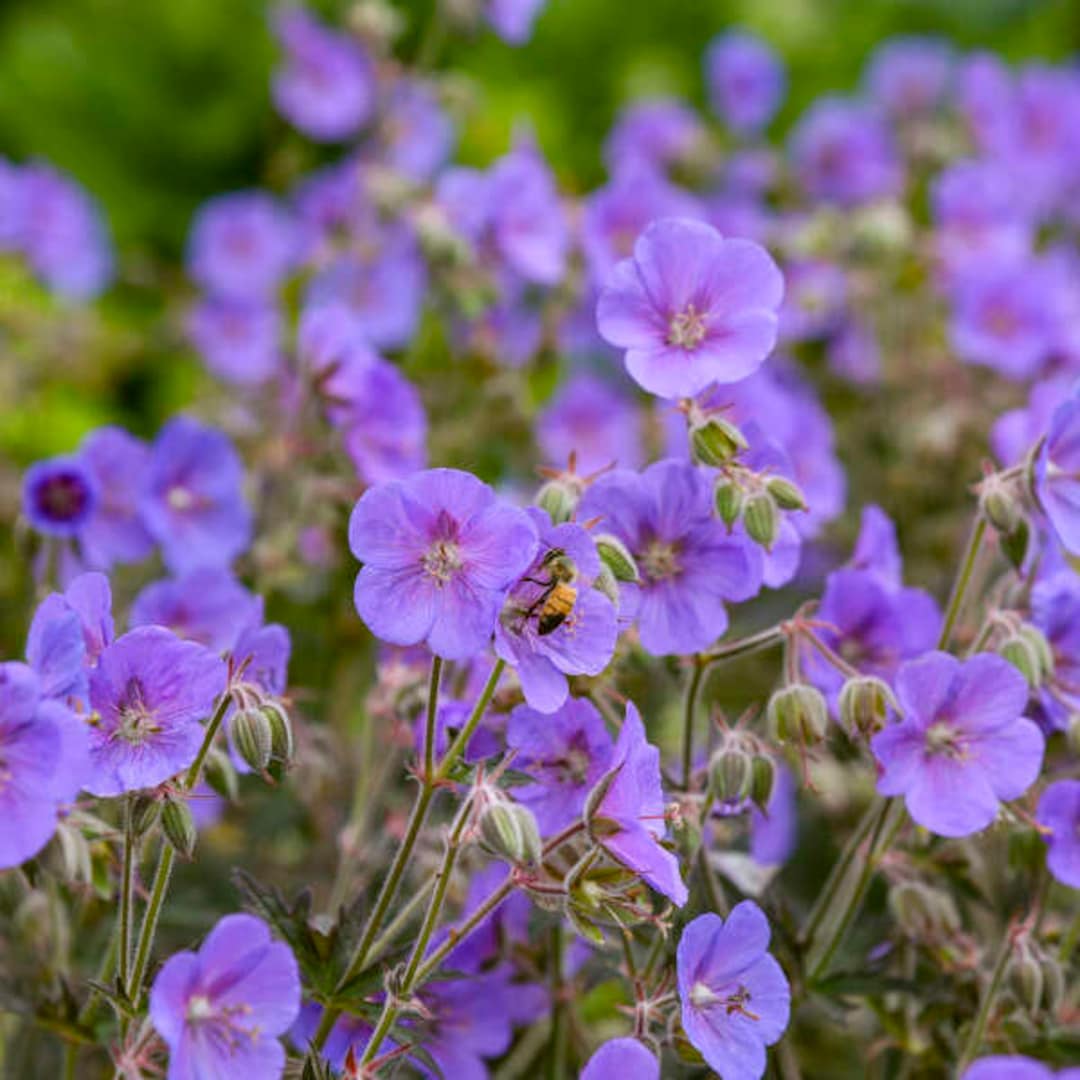 Cranesbill ‘boom Chocolatta' Purple-blue Saucer Flowers, Dark Chocolate ...