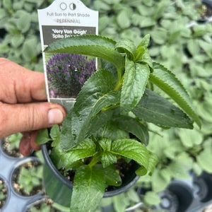 Speedwell ‘very Van Gogh’ Deep Fuchsia-purple Paintbrush-like Flowers ...
