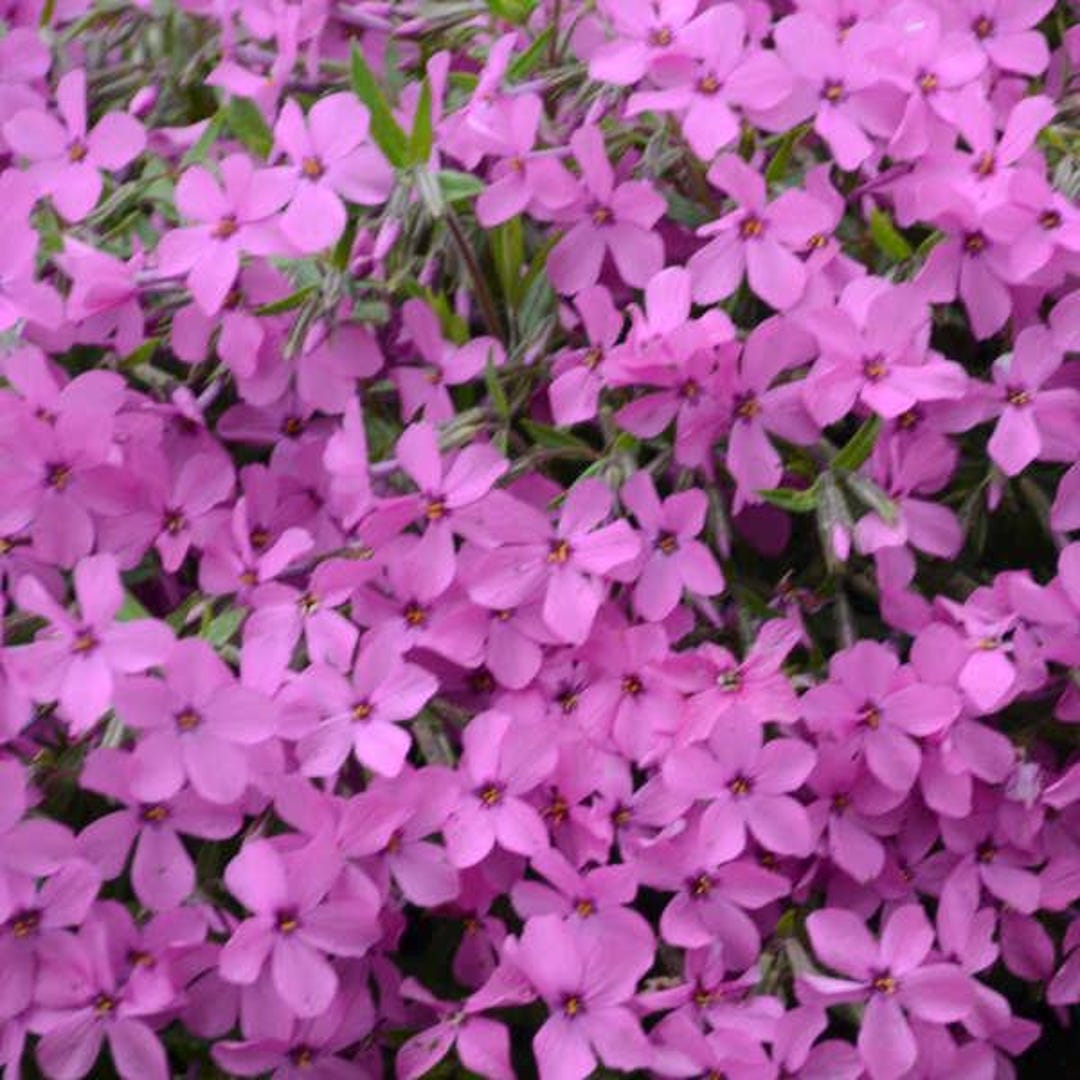 Phlox Creeping ‘magenta Sprite’- Fragrant Bright Magenta Flowers ...