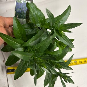 Speedwell ‘blue Skywalker’- Long Sky Blue Spike Flowers - Veronica ...