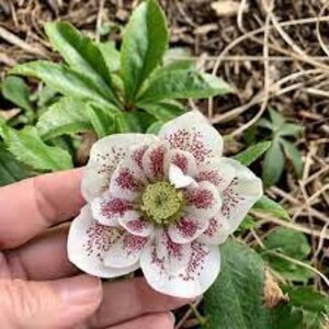 Lenten Rose ‘confetti Cake’ -double White Flowers With Burgundy ...