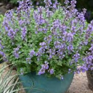 Catmint ‘purrisan Blue’ - Periwinkle Blue Flowers, Dark Purple Calyxes ...