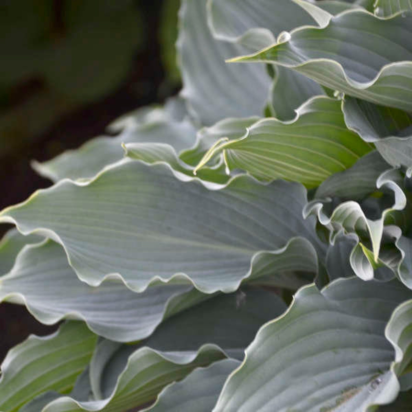 Hosta ‘waterslide’ - Ride the Blue Waves! - Blue Hosta - Perennial - Etsy