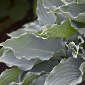 Hosta ‘waterslide’ - Ride the Blue Waves! - Blue Hosta - Perennial - Etsy