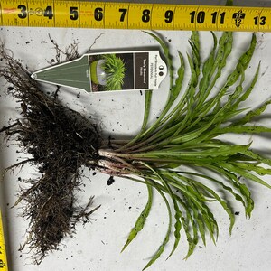 Hosta party Streamers Yellow Gold Wavy Streamers Time for - Etsy