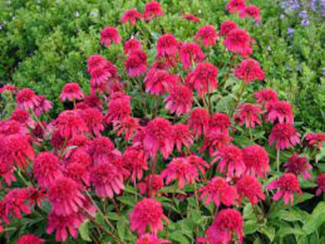 Coneflower ‘raspberry Beret’ Stunning Double Raspberry-pink Pom-pom ...