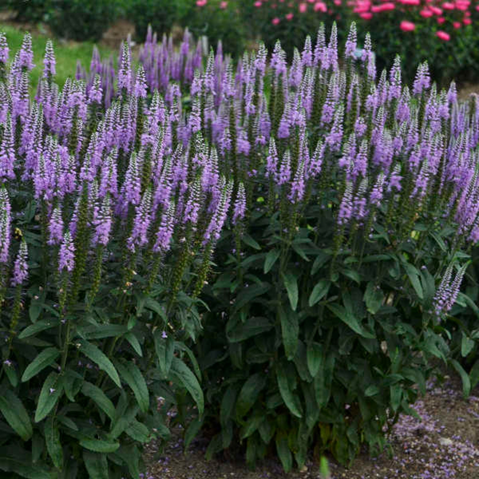 Speedwell ‘lavender Lightsaber’ Deep Lavender Paintbrush-like Flowers ...