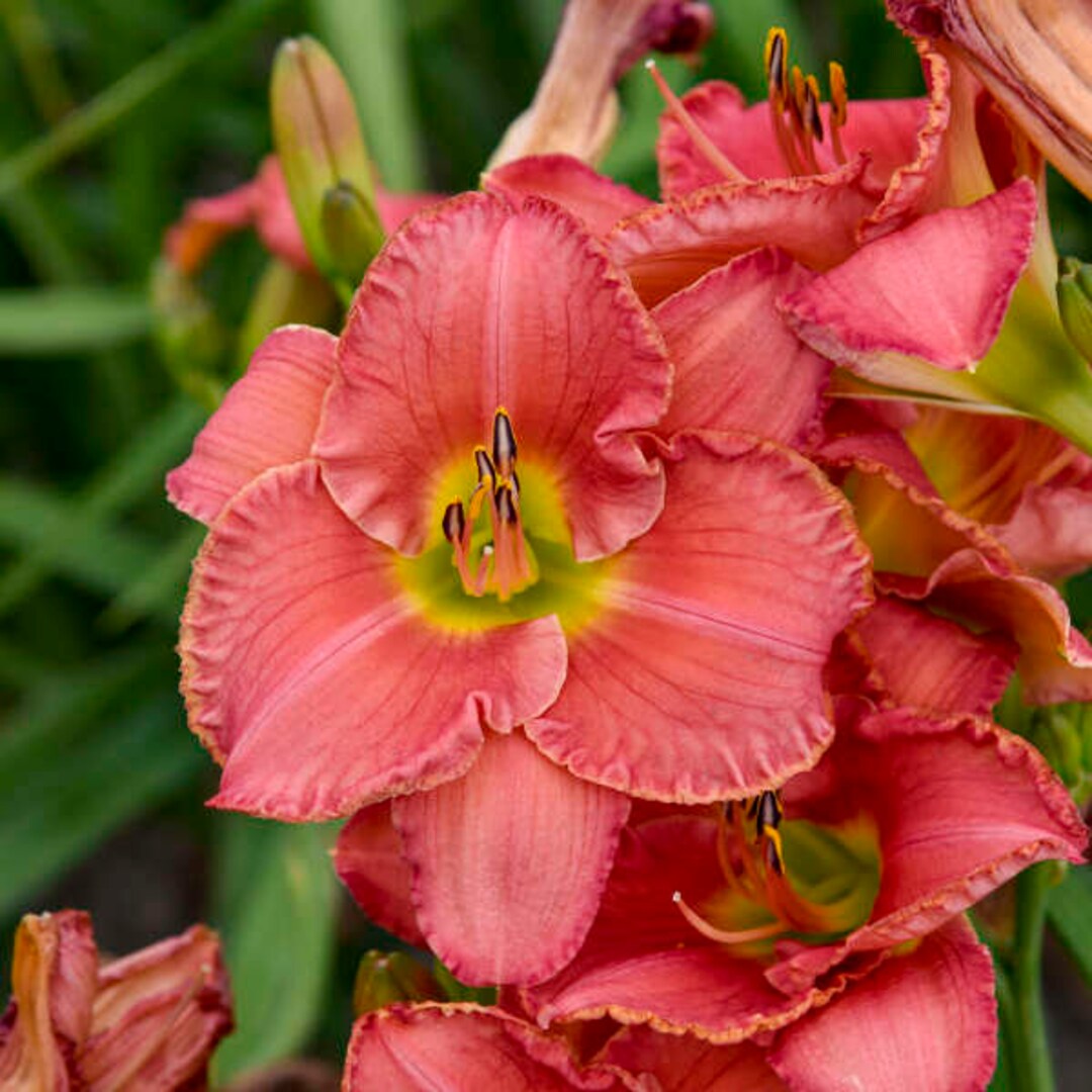 Daylily 'scottish Fantasy’ - Fragrant Coral Pink Flowers Flower ...