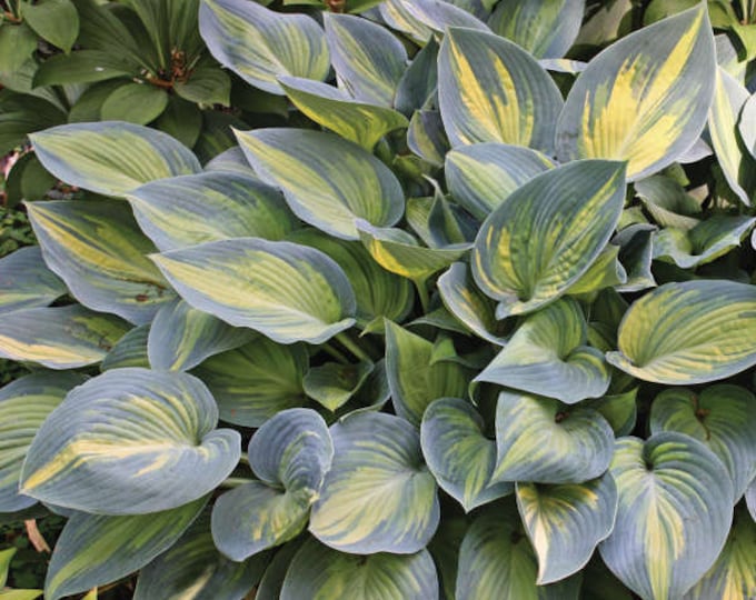Hosta "june" - Etsy