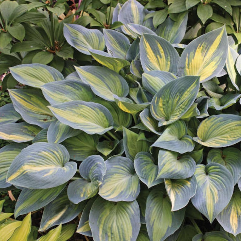 Hosta ‘june’ - Beautiful Variegation, Slug Proof - Hosta - Perennial - Etsy