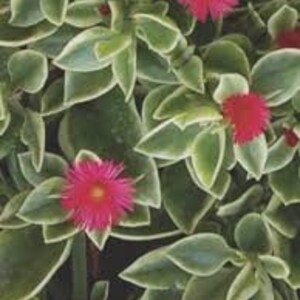 Livingstone Daisy 'mezoo Trailing Red' Bright Creamy White Variegated ...