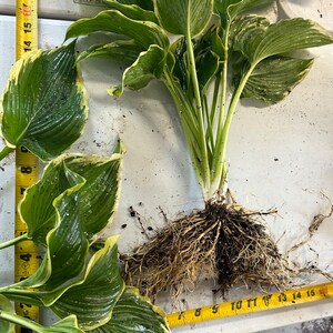 Hosta ‘drop-dead Gorgeous’ - Giant Hosta, Grows a 6-8’ Wide Variegated ...