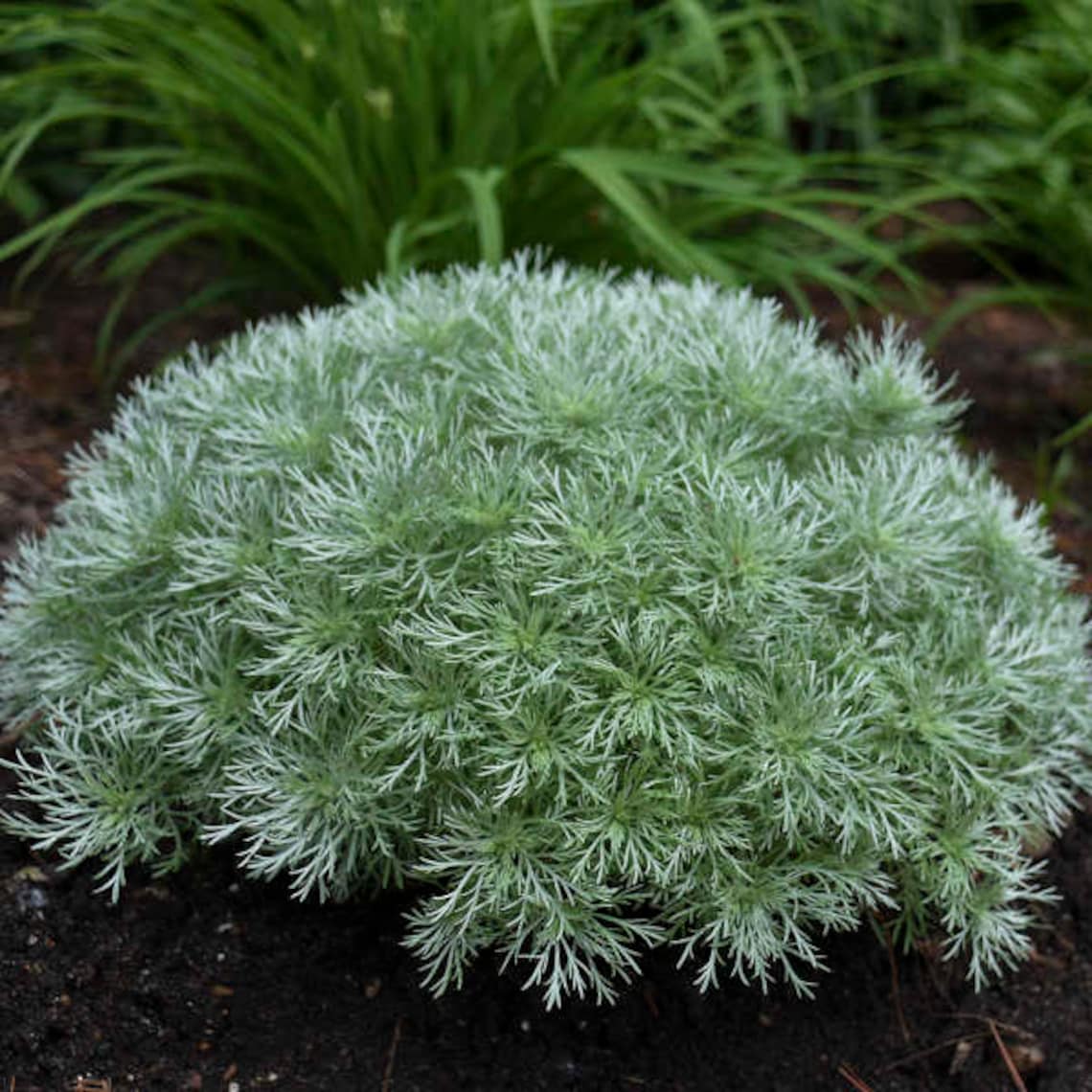 Artemisia ‘silver Mound’ Soft, Silky, Feathery Silver Fragrant Foliage ...