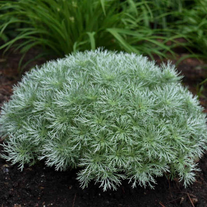 Artemisia ‘silver Mound’ Soft, Silky, Feathery Silver Fragrant Foliage ...