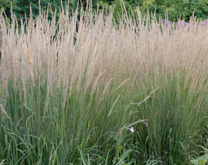 Feather Reed Grass 'karl Foerster', Ornamental Grass, Live Plant - Etsy