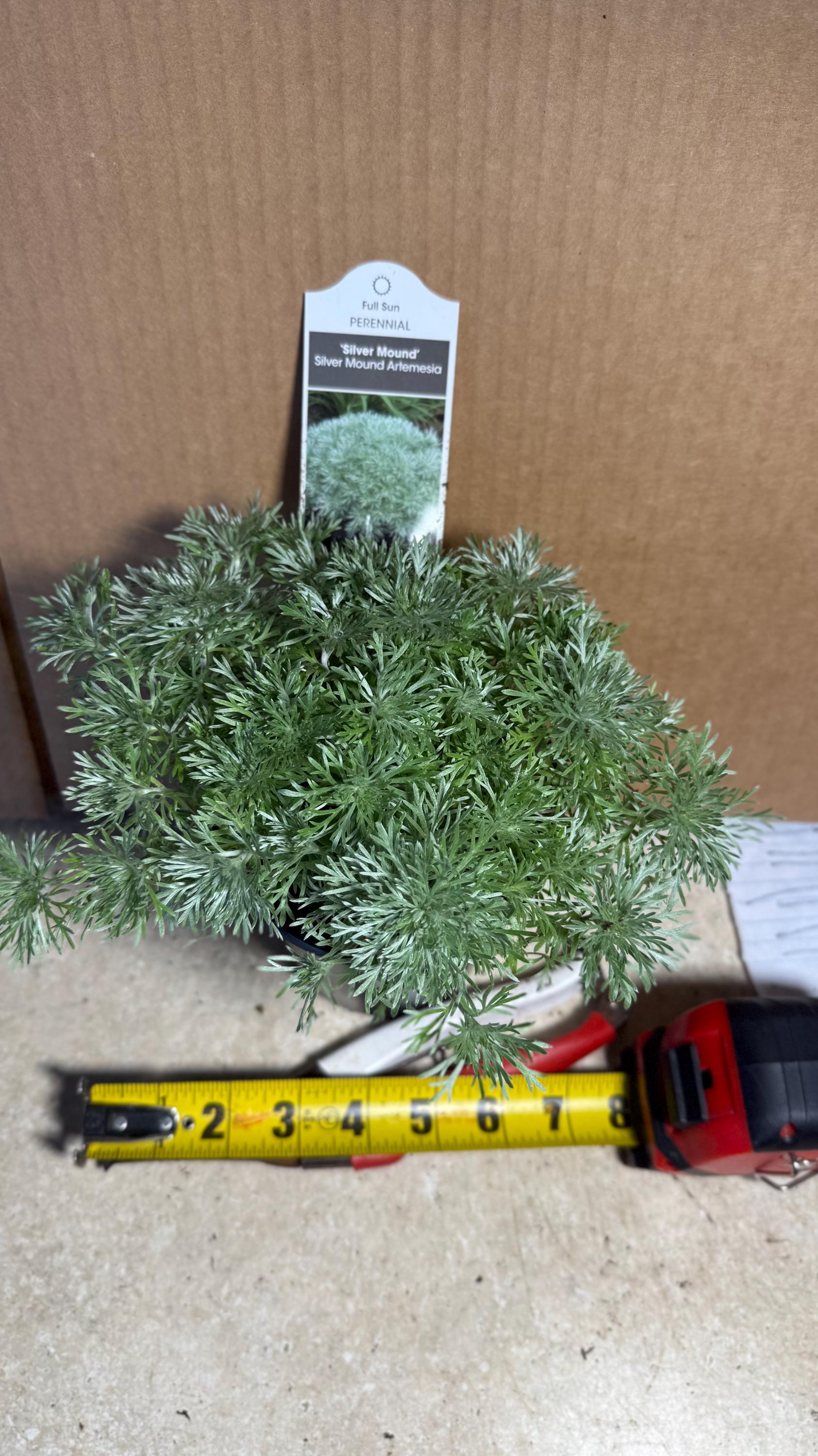 Artemisia ‘silver Mound’ Soft, Silky, Feathery Silver Fragrant Foliage ...