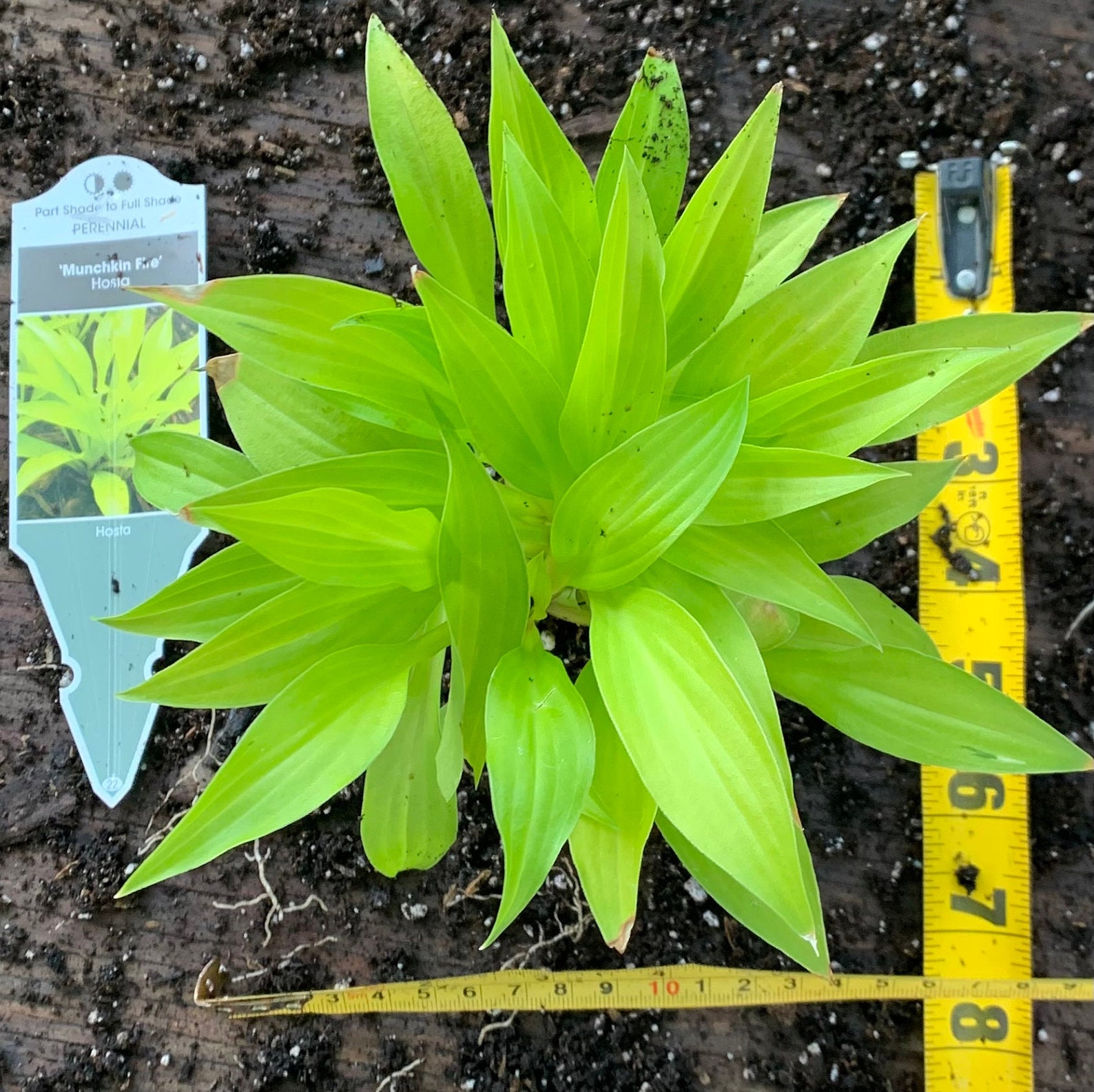 Hosta ‘munchkin Fire’ - Dwarf Gold Hosta - Perennial - Etsy