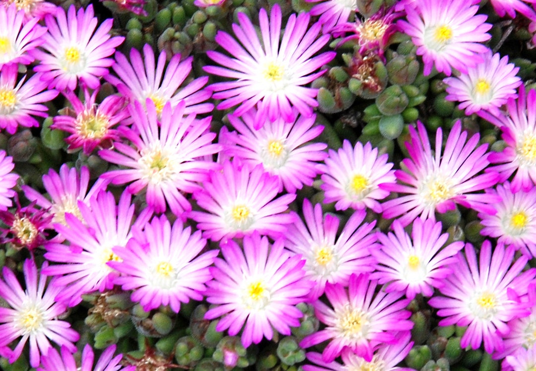 Ice Plant ’fig Fusion’-vivid Violet Flowers With Glowing White Inner ...