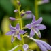 Hosta ‘munchkin Fire’ - Dwarf Gold Hosta - Perennial - Etsy