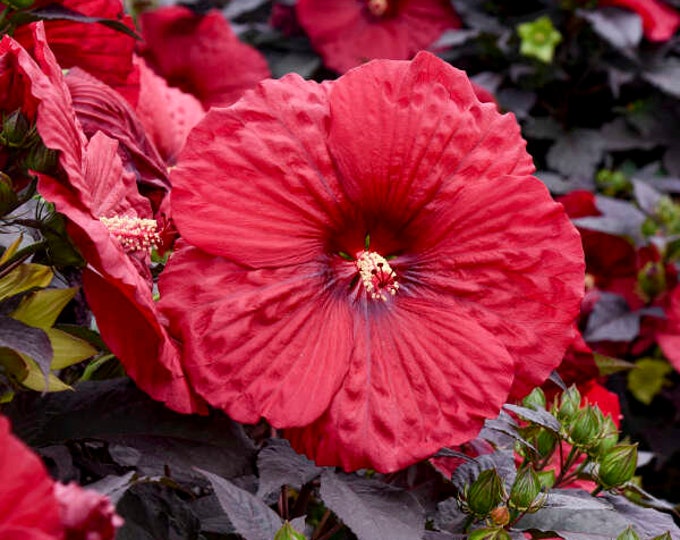 Hardy Hibiscus Holy Grail Deep Red Leaves and Flowers Live Plant. - Etsy