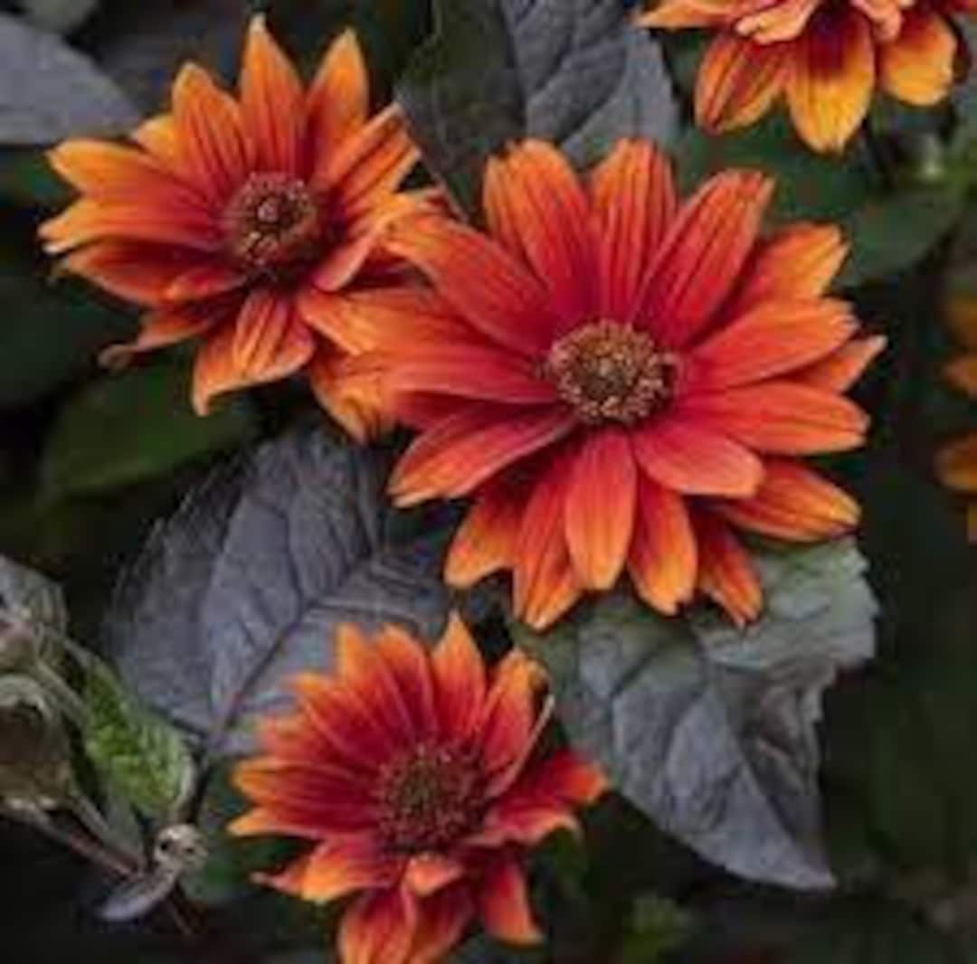 False Sunflower ‘bleeding Hearts’ Fiery Orange-red Flowers With Red ...
