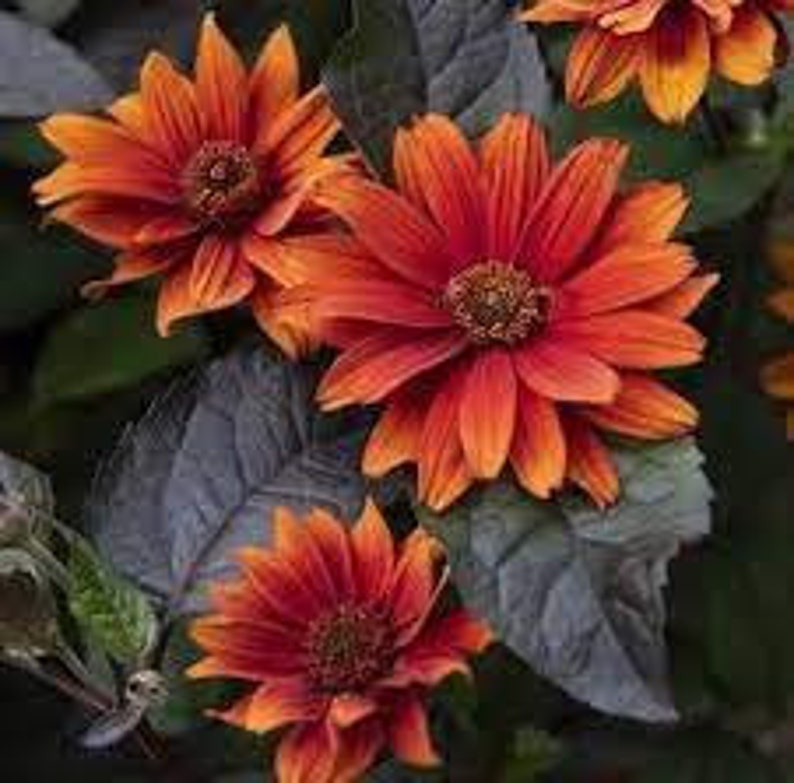 False Sunflower ‘bleeding Hearts’ Fiery Orange-red Flowers With Red ...