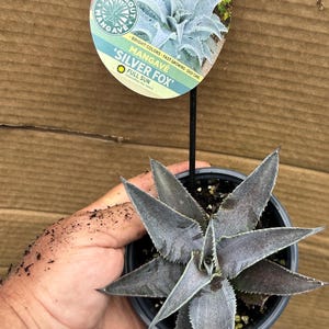 Mangave ‘silver Fox’ - Wide, Glowing White, Silvery-blue Leaves With ...