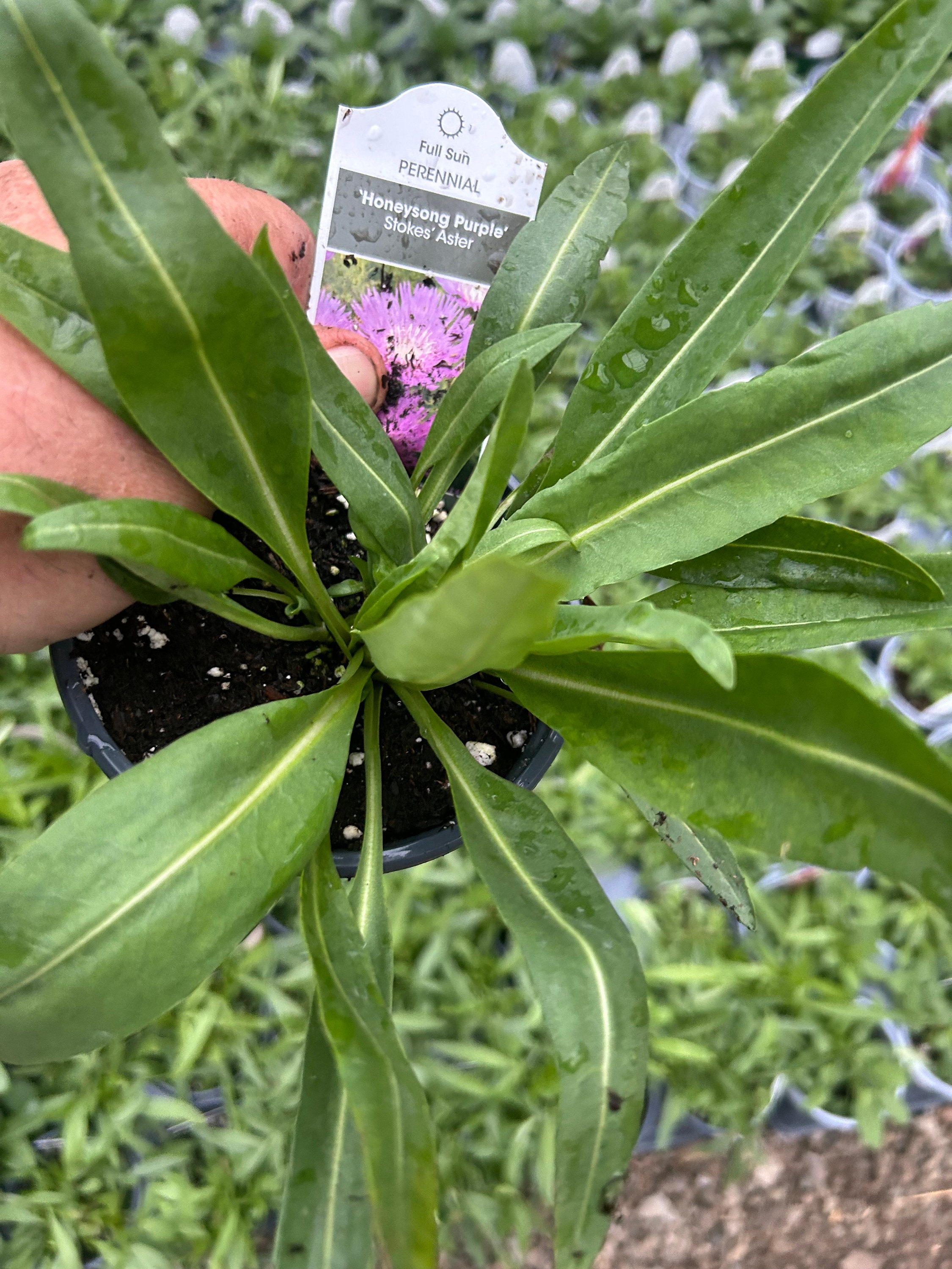 Stokes' Aster ‘peachie’s Pick’ Huge Outerspace Daisy Type Blue-lavender ...